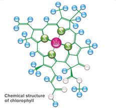 Chlorophyllin Protects Against Environmental Toxins